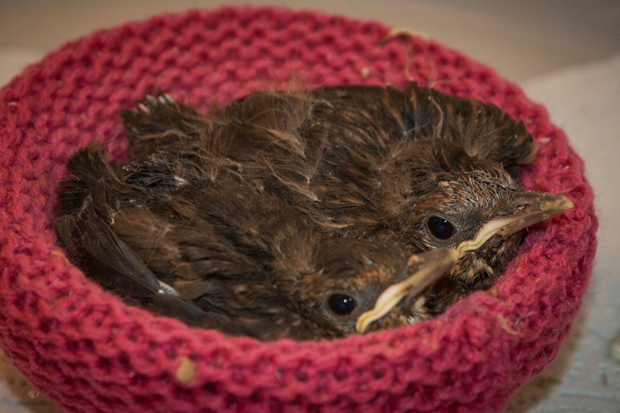 Monthly Blog – Blyth Wildlife Rescue