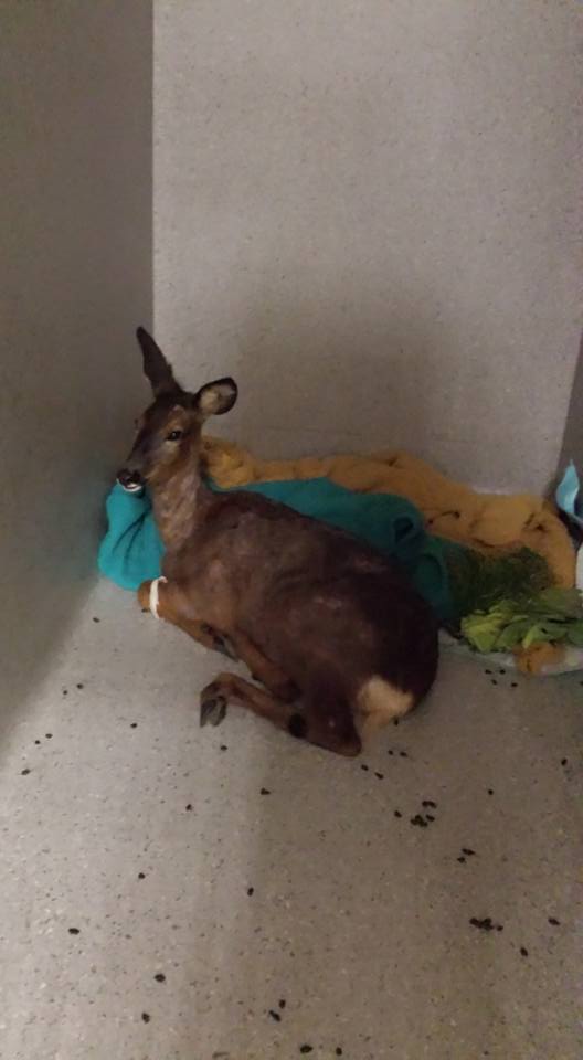 Monthly Blog – Blyth Wildlife Rescue